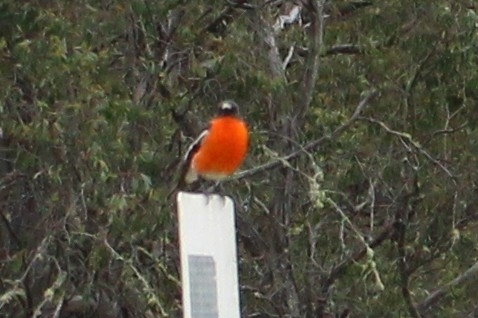 Flame Robin from Cobberas VIC 3900, Australia on December 7, 2023 at 03 ...