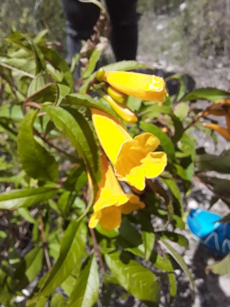 yellow trumpet flower from Avenida Ignacio de la llave No. 69, Centro ...