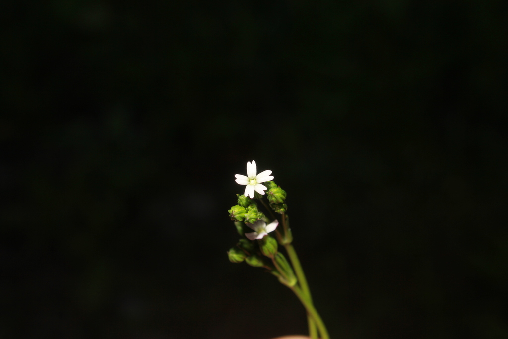 sleepy catchfly from West Nanticoke, PA 18634, USA on May 16, 2012 at ...