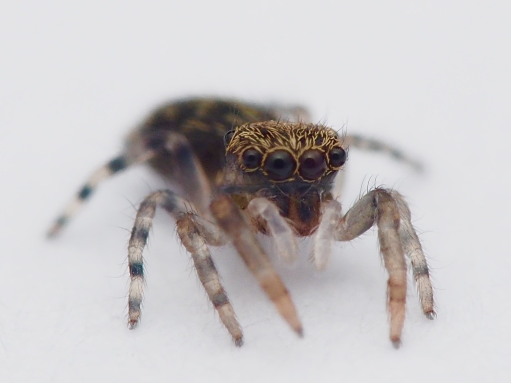 Jumping Spiders from North Island, Kaeo, Northland, NZ on December 8 ...