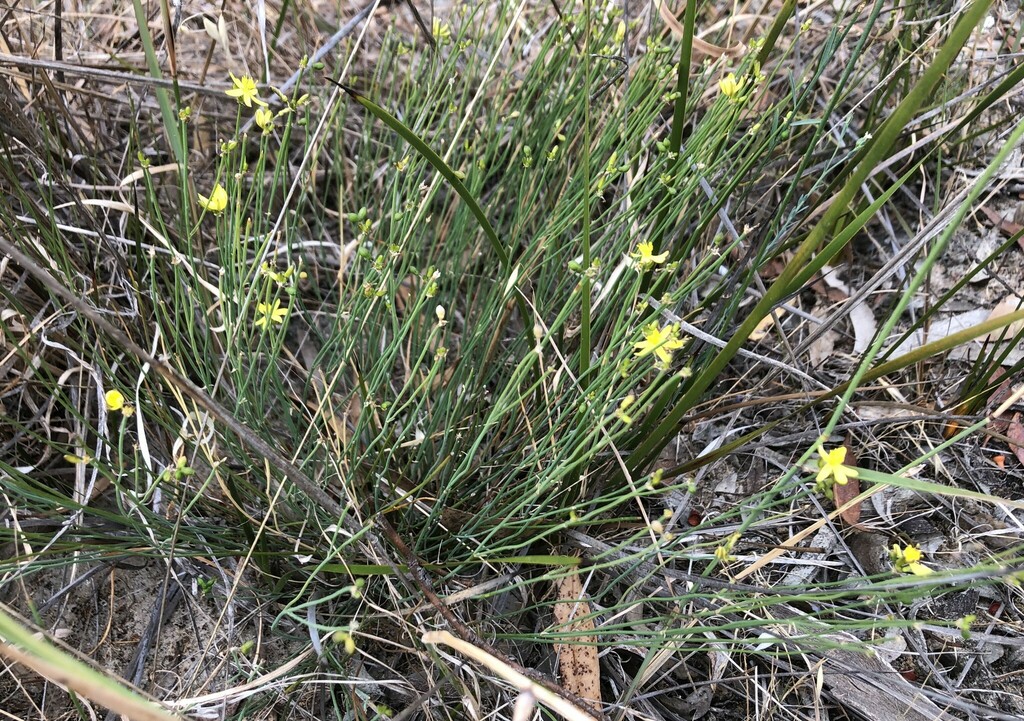 yellow rush-lily from Wirrega SA 5267, Australia on December 8, 2023 at ...