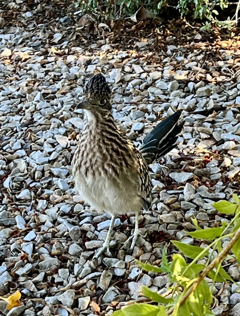 Greater Roadrunner from N 23rd Way, Phoenix, AZ, US on December 7, 2023 ...