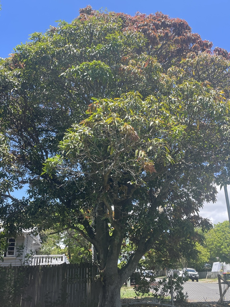 Indian mango from Tangorin St, Wynnum, QLD, AU on December 8, 2023 at ...