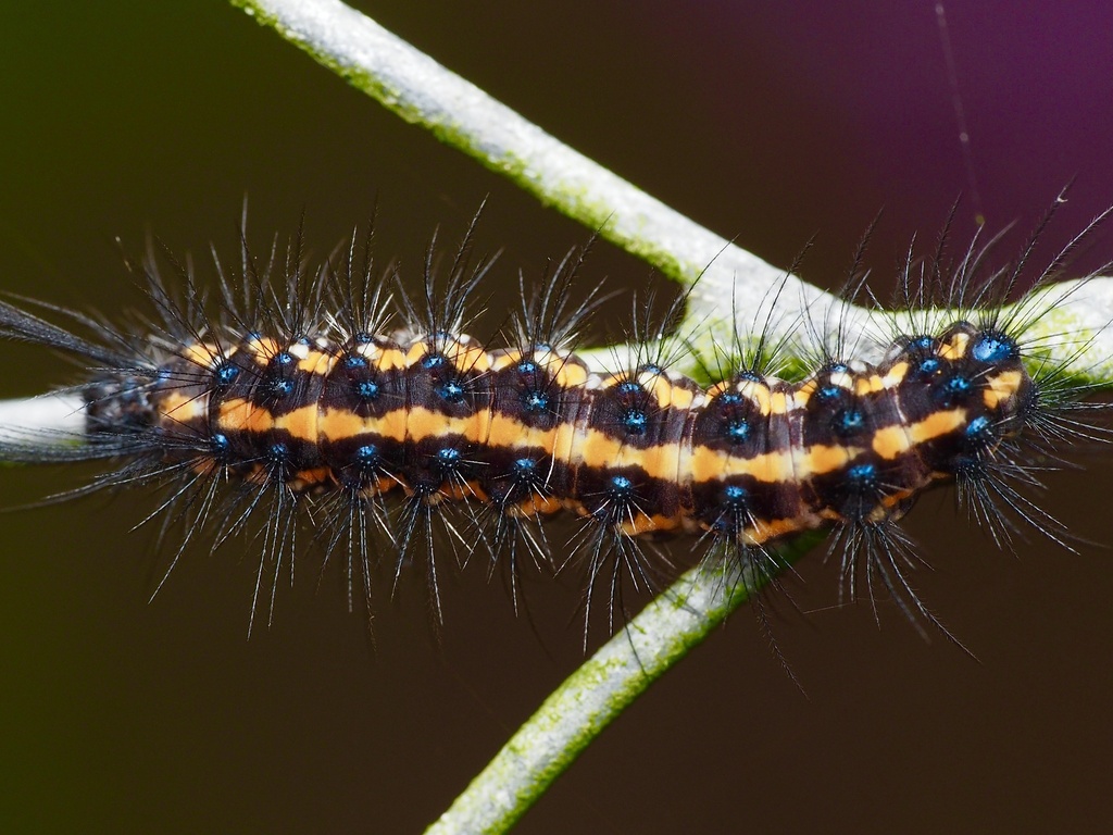 Magpie Moth Hybrid from North Island, Kaeo, Northland, NZ on December 6 ...