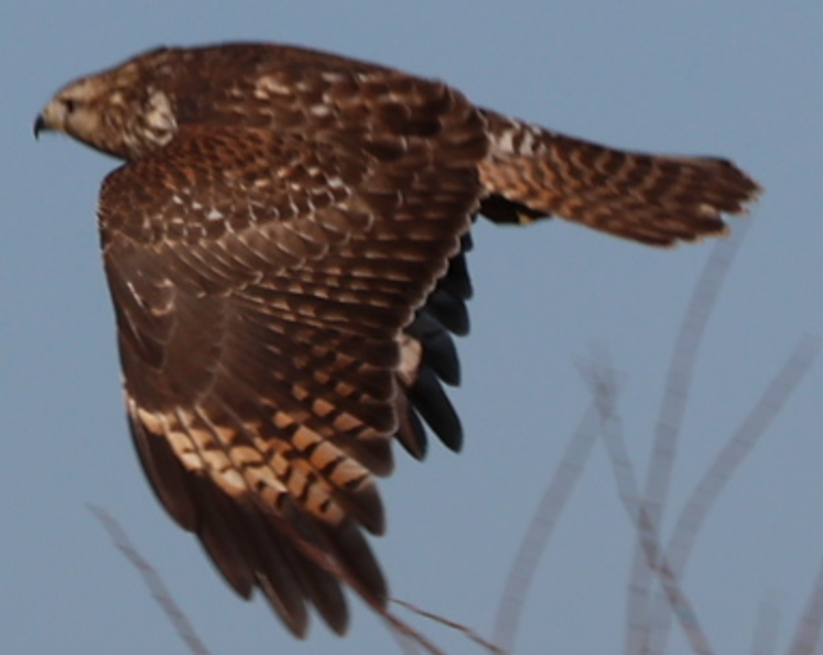 Red-shouldered Hawk from Northerly Island, Chicago, IL 60605, USA on ...