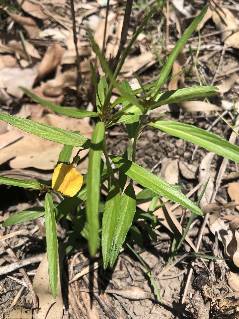 spade flower from Katherine Ct, Karalee, QLD, AU on December 7, 2023 at ...