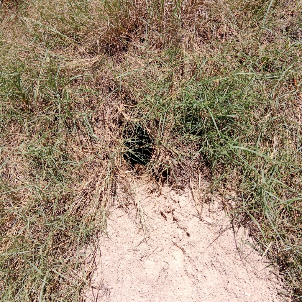 Red Fox from Hervey Bay - Pt A, AU-QL, AU on December 8, 2023 at 11:13 ...