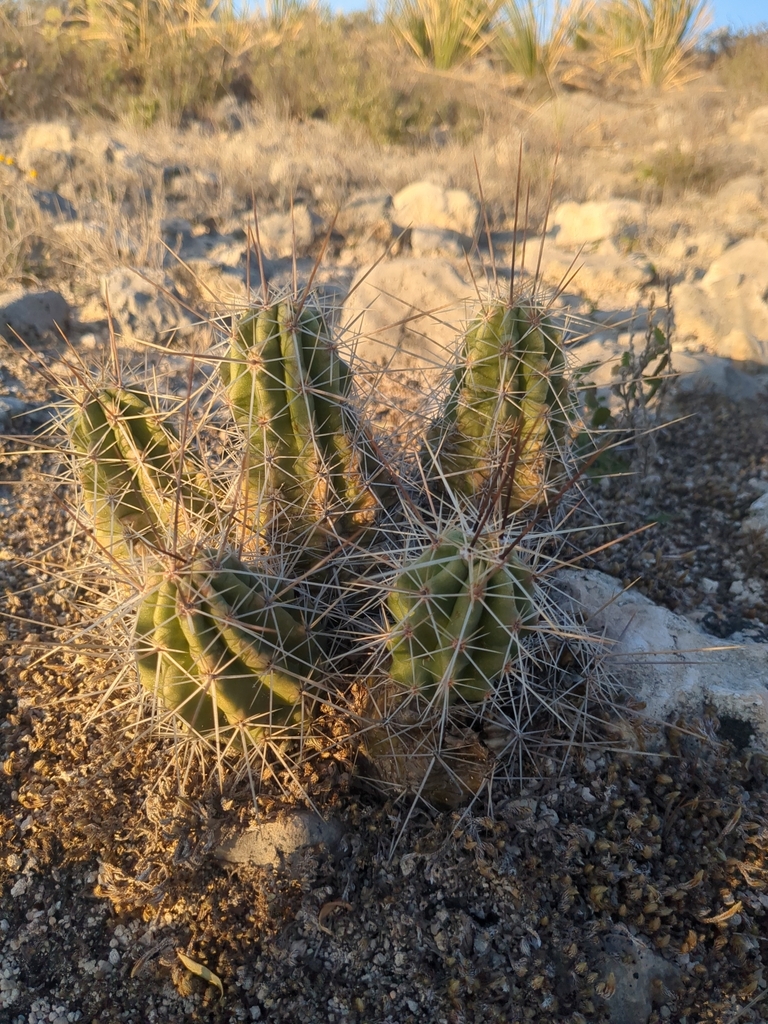 Echinocereus enneacanthus carnosus from Del Rio, TX 78840, USA on ...
