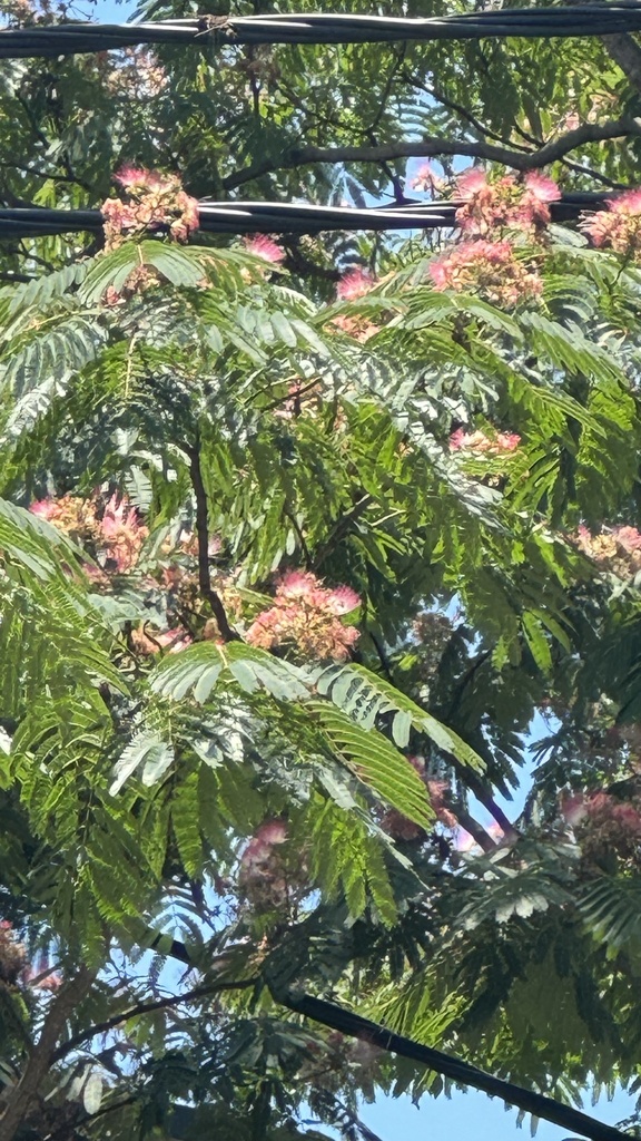 Persian silk tree from Bourke St, Surry Hills, NSW, AU on December 8 ...