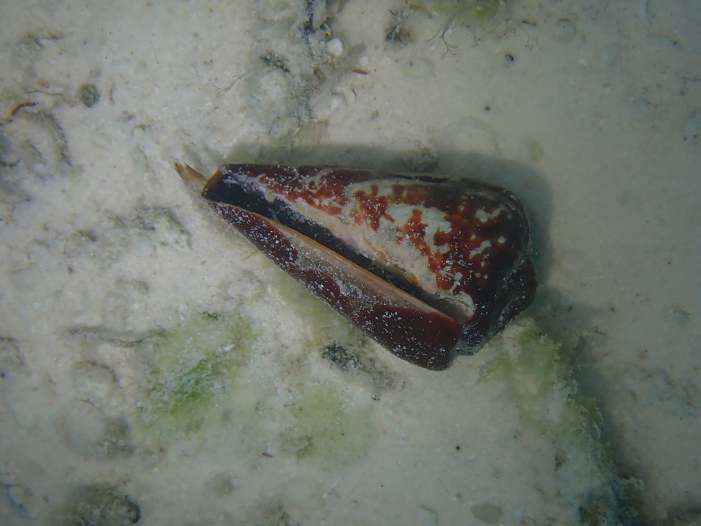 Cone Snails from Abaiang Island, Kiribati on December 8, 2023 at 12:00 ...