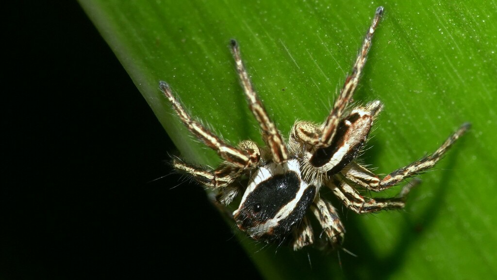 Pantropical Jumping Spider from Palolem Beach, Goa, India on December 5 ...