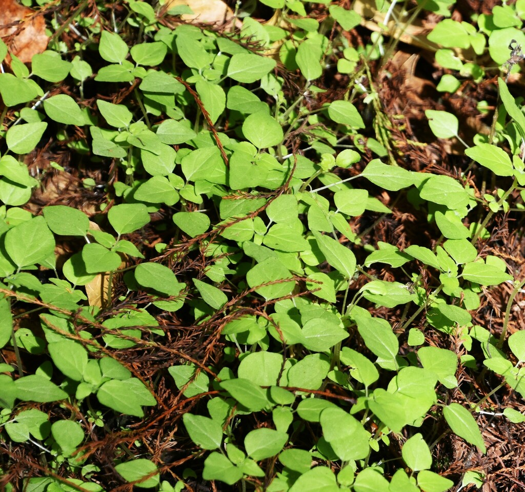 Florida Pellitory from Polk County, FL, USA on December 7, 2023 at 12: ...