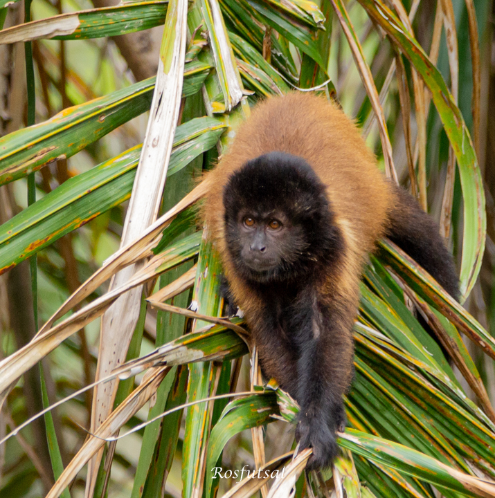 Crested Capuchin (Sapajus robustus) - Know Your Mammals