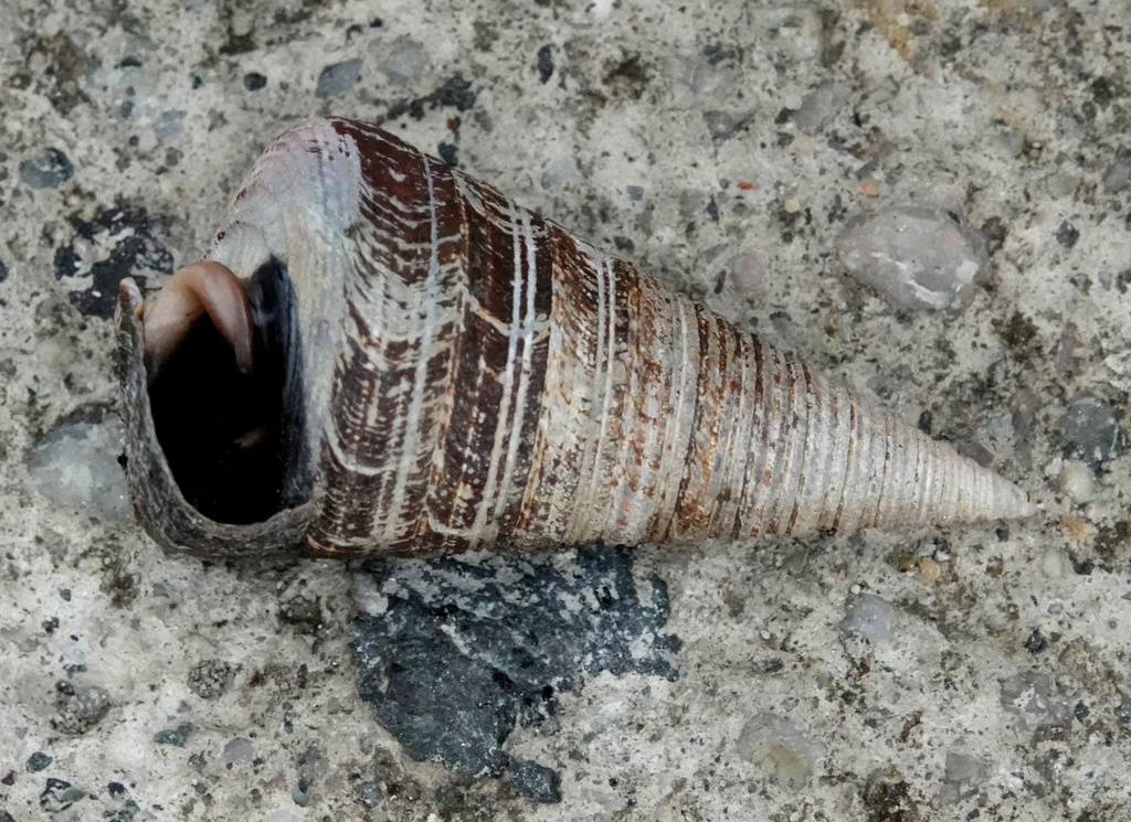 Telescopium telescopium from Sorong Mangroves, Sorong City, West Papua ...