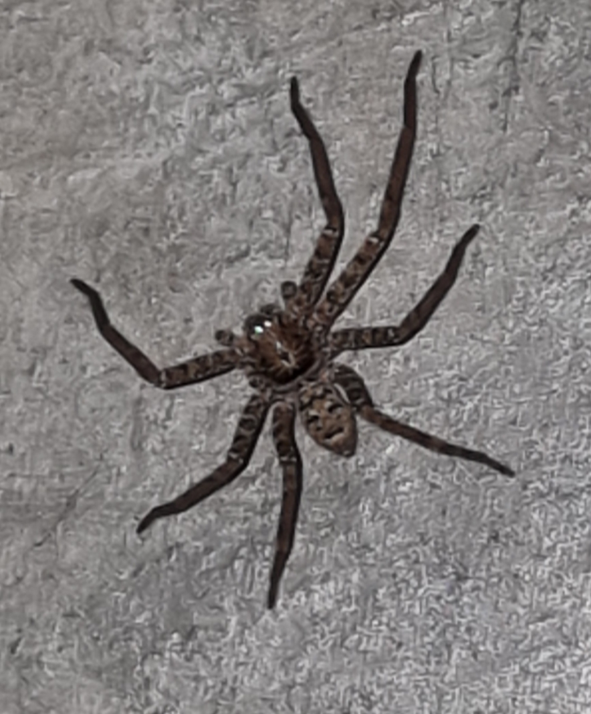Jungle Huntsman Spider in November 2023 by Michelle · iNaturalist