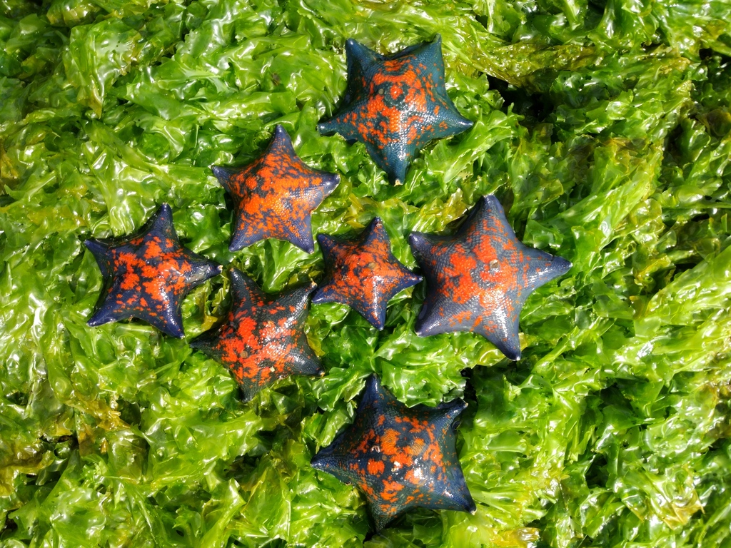 Blue Bat Star in July 2018 by 15721196805 · iNaturalist