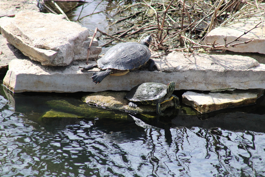 Red-eared Slider from Chicago, IL 60614, USA on April 10, 2023 at 10:14 ...