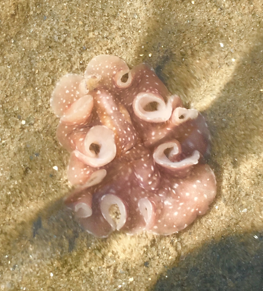 Polyclad Flatworms in July 2018 by 15721196805 · iNaturalist
