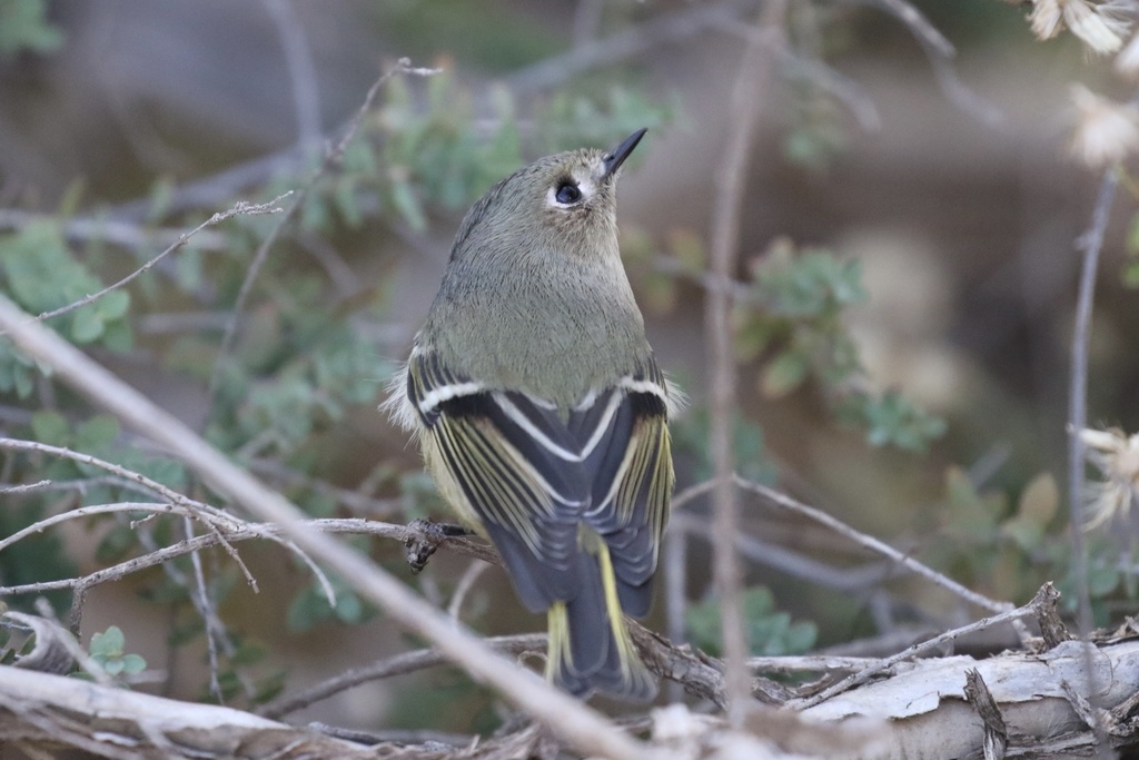 Ruby-crowned Kinglet from Boyce Thompson Arboretum, Superior, AZ, US on ...
