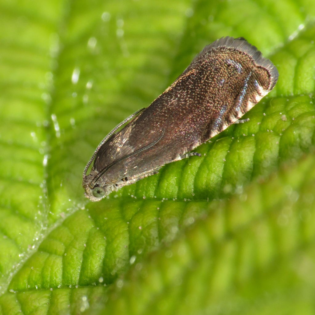 Pea Moth from Vashon, WA 98070, USA on May 31, 2023 at 01:46 PM by ...