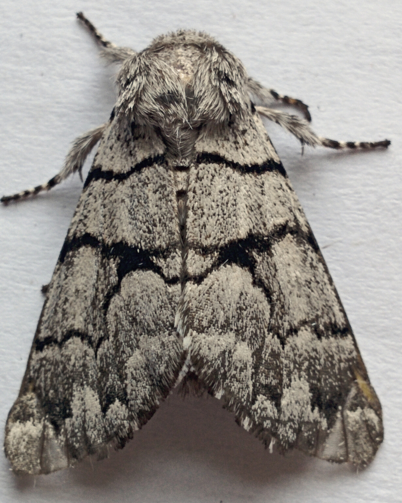 Eastern Panthea Moth from OSM-Keene, Peterborough County, ON, Canada on ...