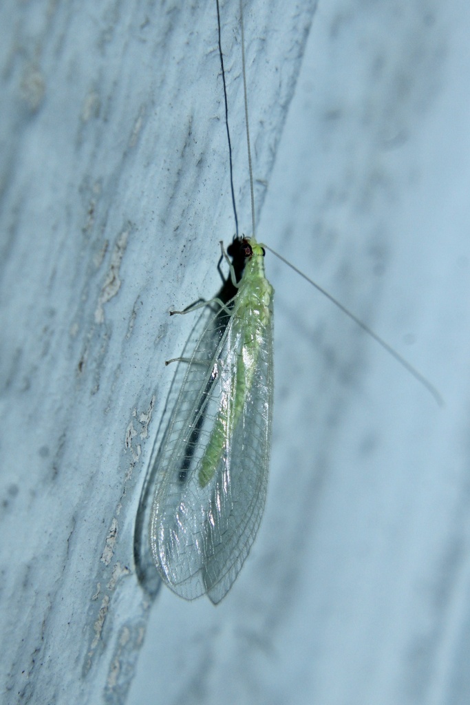 Red-lipped Green Lacewing from Glen Springs Dr, Arlington, TX, US on ...