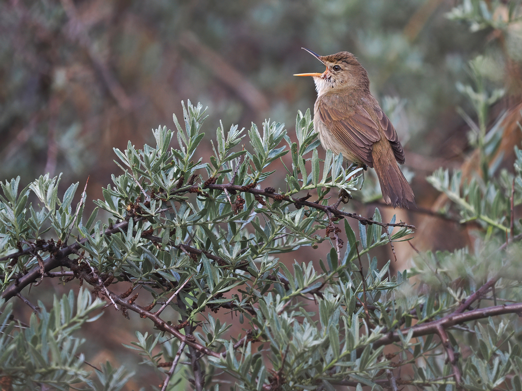 Large-billed Reed Warbler in June 2023 by James Eaton · iNaturalist
