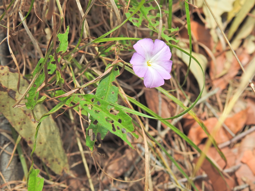 slender bindweed from Talegalla Weir QLD 4650, Australia on December 8 ...