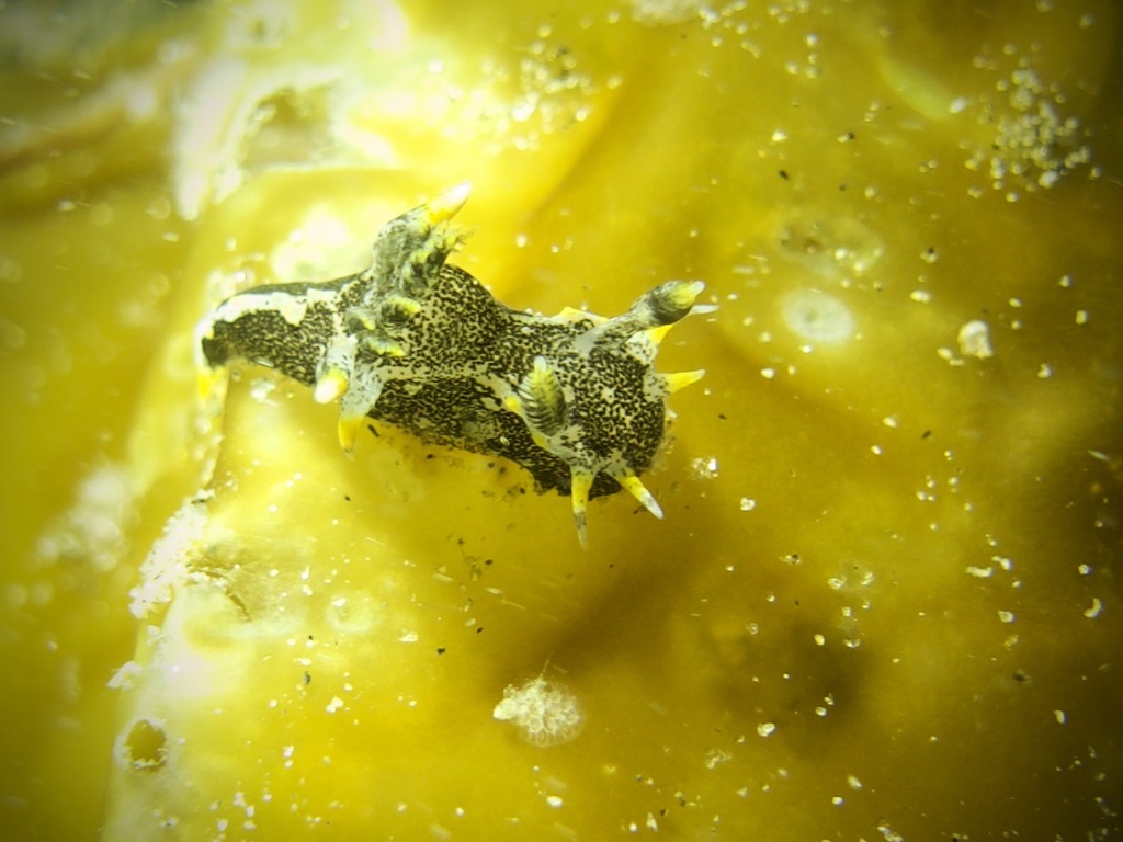 Hedgpeth's Dorid from San Diego County, CA, USA on December 6, 2023 at ...