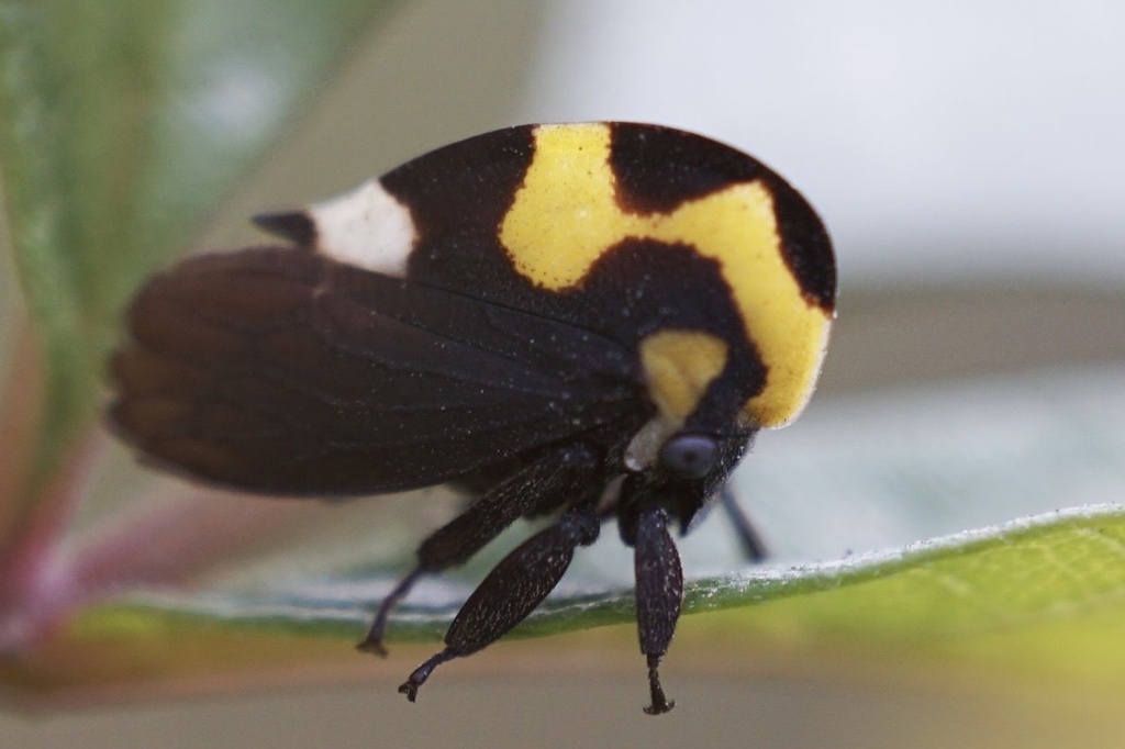 Mexican Treehopper from UNAM Universidad Nacional Autónoma de México ...