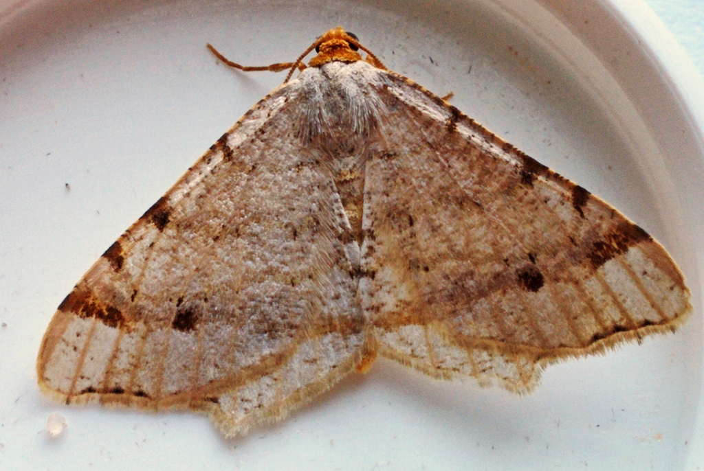 Red-headed Inchworm Moth from OSM-Keene, Peterborough County, ON ...