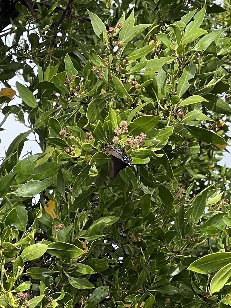 Florida Mangrove Skipper from Largo Sound, Key Largo, FL, US on ...