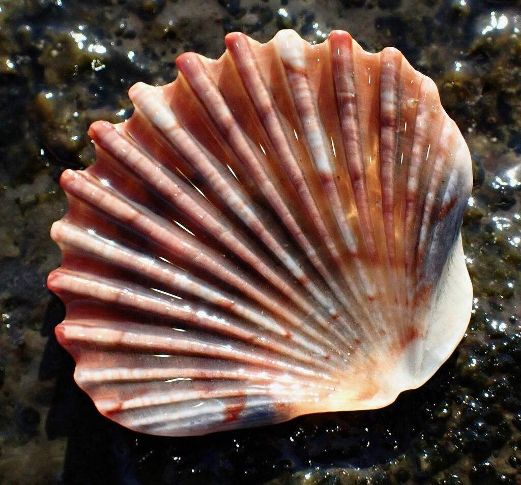 Commercial Scallop from Burleigh Heads Rocky Shores QLD, Australia on ...
