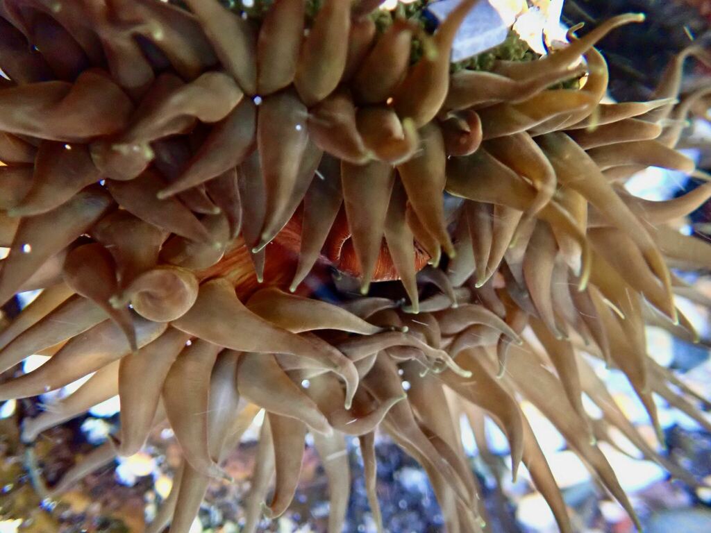 Green snakelock anemone from Burleigh Heads Rocky Shores QLD, Australia ...