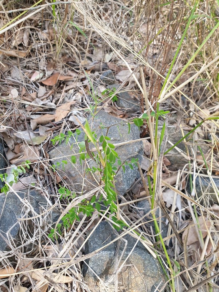 Mascarene Island leaf-flower in July 2019 by pcopping_ecp · iNaturalist