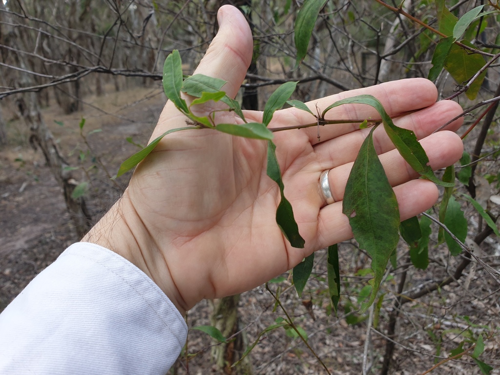 Common Hop Bush in July 2019 by pcopping_ecp · iNaturalist