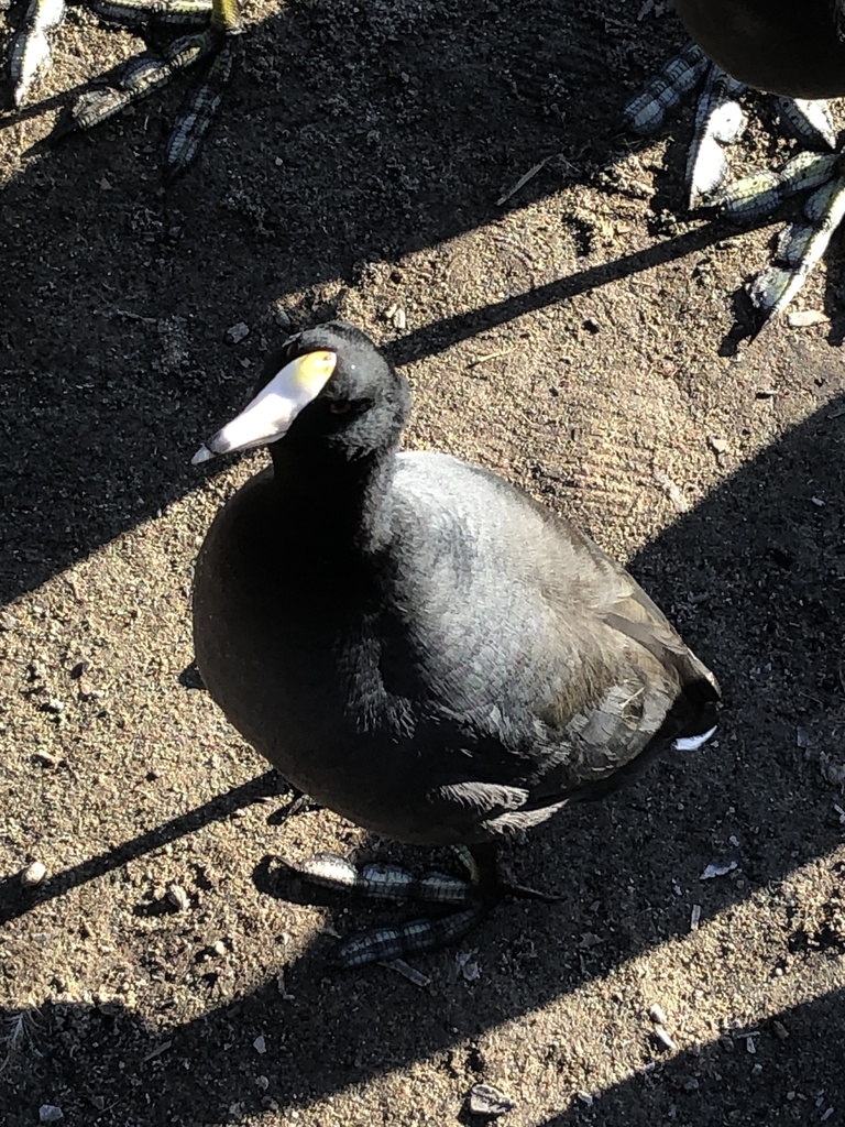 American Coot from Chollas Reservoir, San Diego, CA, US on December 7 ...