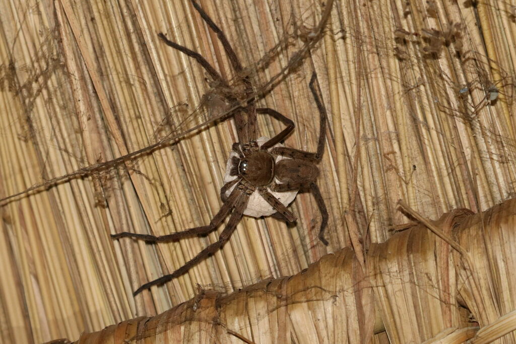 Pantropical Huntsman Spider from Phonsavan, Laos on July 6, 2019 at 08: ...