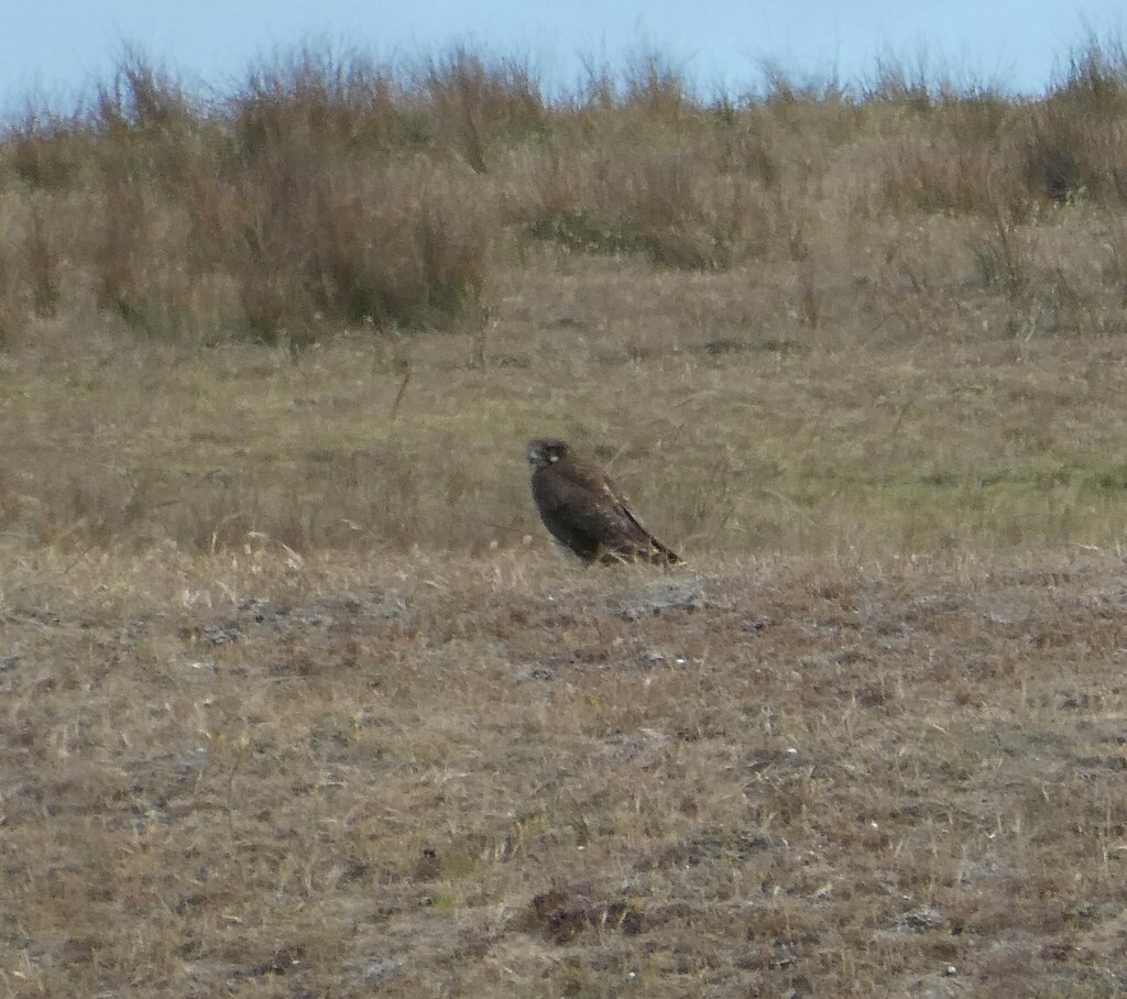Brown Falcon from Surprise Bay TAS 7256, Australia on November 28, 2023 ...