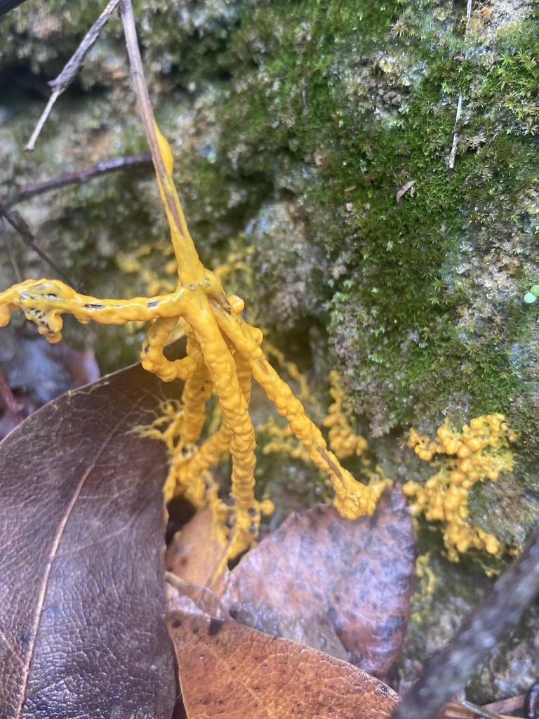 true slime molds from Sanborn County Park, Saratoga, CA, US on December ...