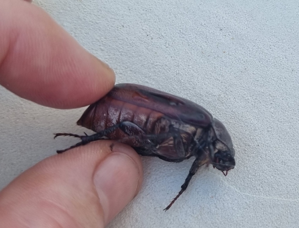 Scarabs from Sunshine Coast QLD, Australia on December 5, 2023 at 05:36 ...