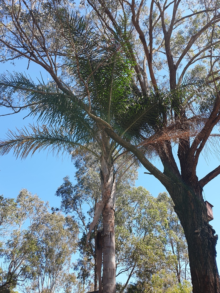 Queen palm in September 2021 by pcopping_ecp · iNaturalist