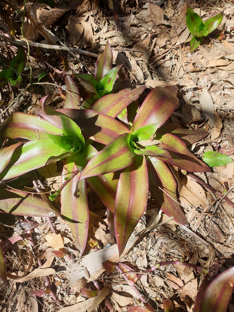False Bromeliad Plant in September 2021 by pcopping_ecp · iNaturalist