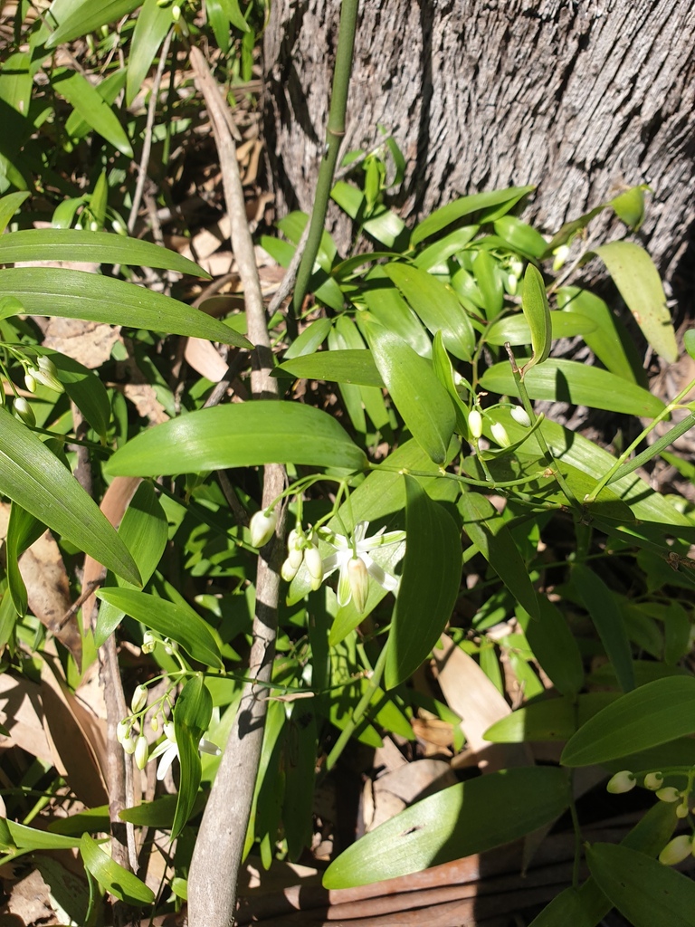Climbing Lily in September 2021 by pcopping_ecp · iNaturalist