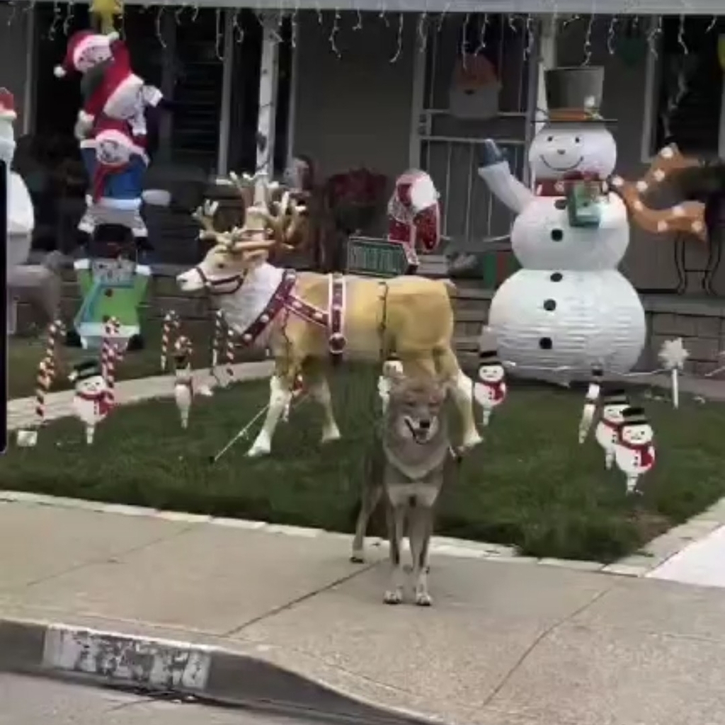 Coyote from Sequoia Ave & Sneath Ln, San Bruno, CA 94066, USA on ...