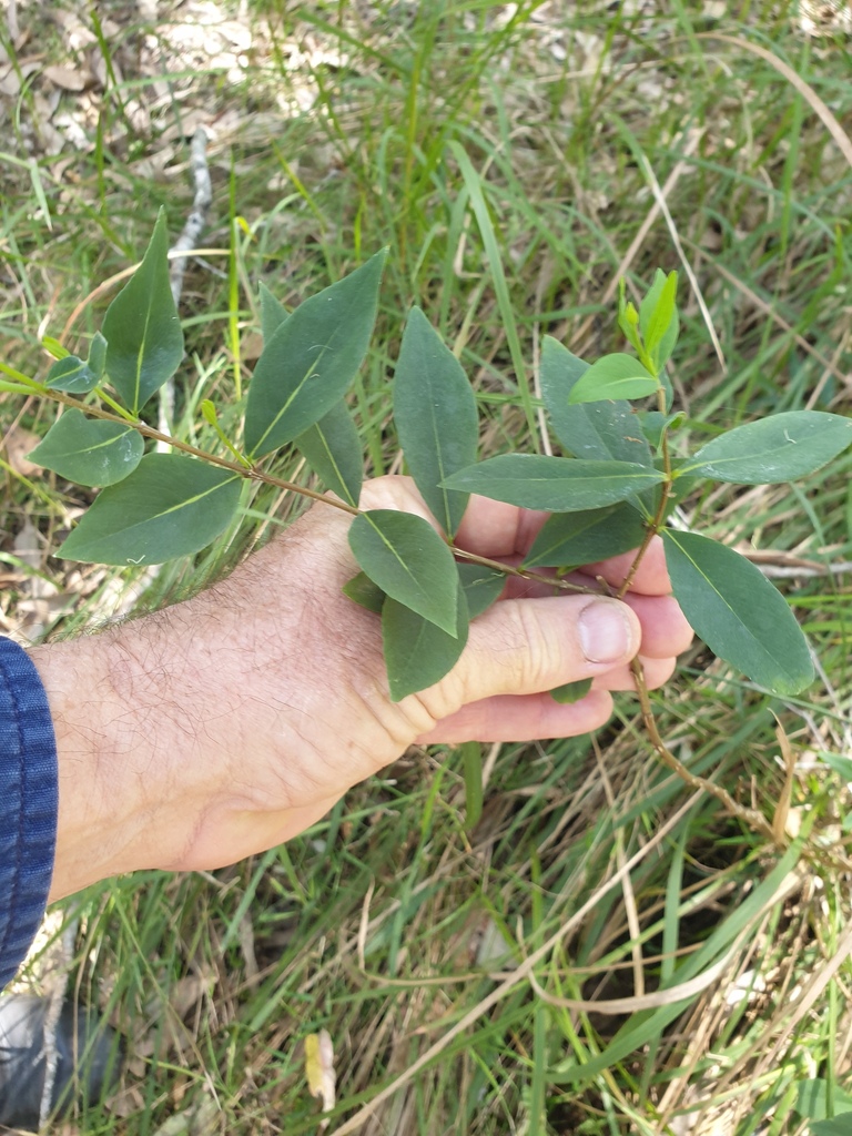 Bootlace Plant in September 2021 by pcopping_ecp · iNaturalist