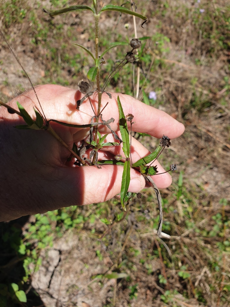 false daisy in September 2021 by pcopping_ecp · iNaturalist