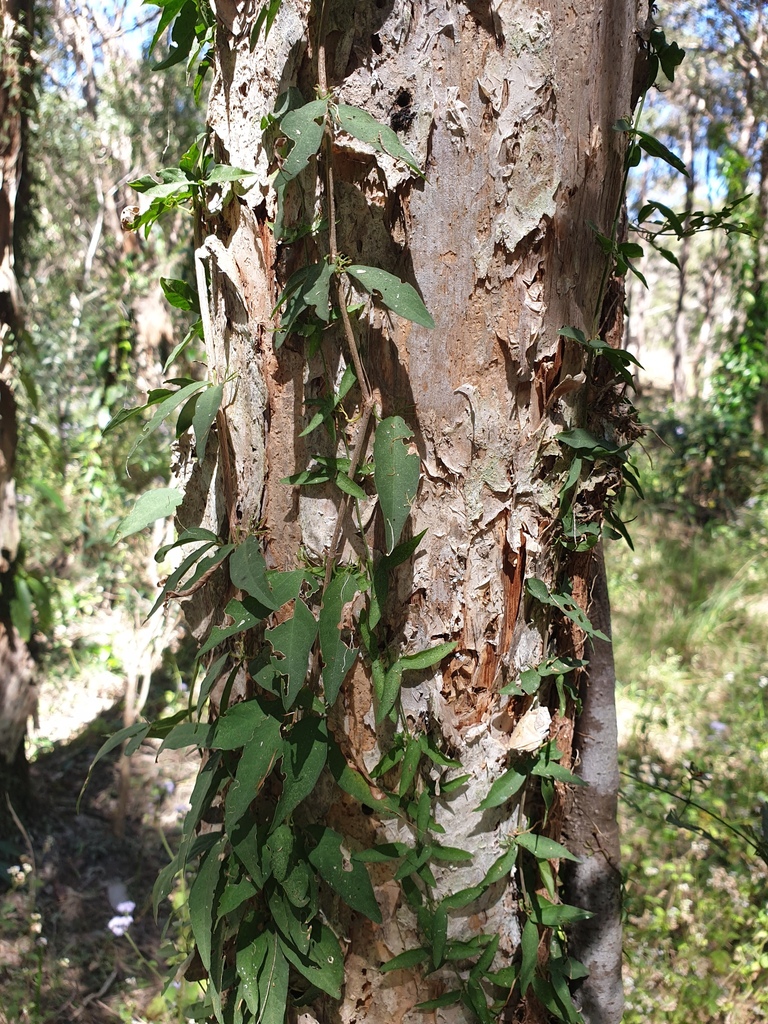 Catclaw vine in September 2021 by pcopping_ecp · iNaturalist
