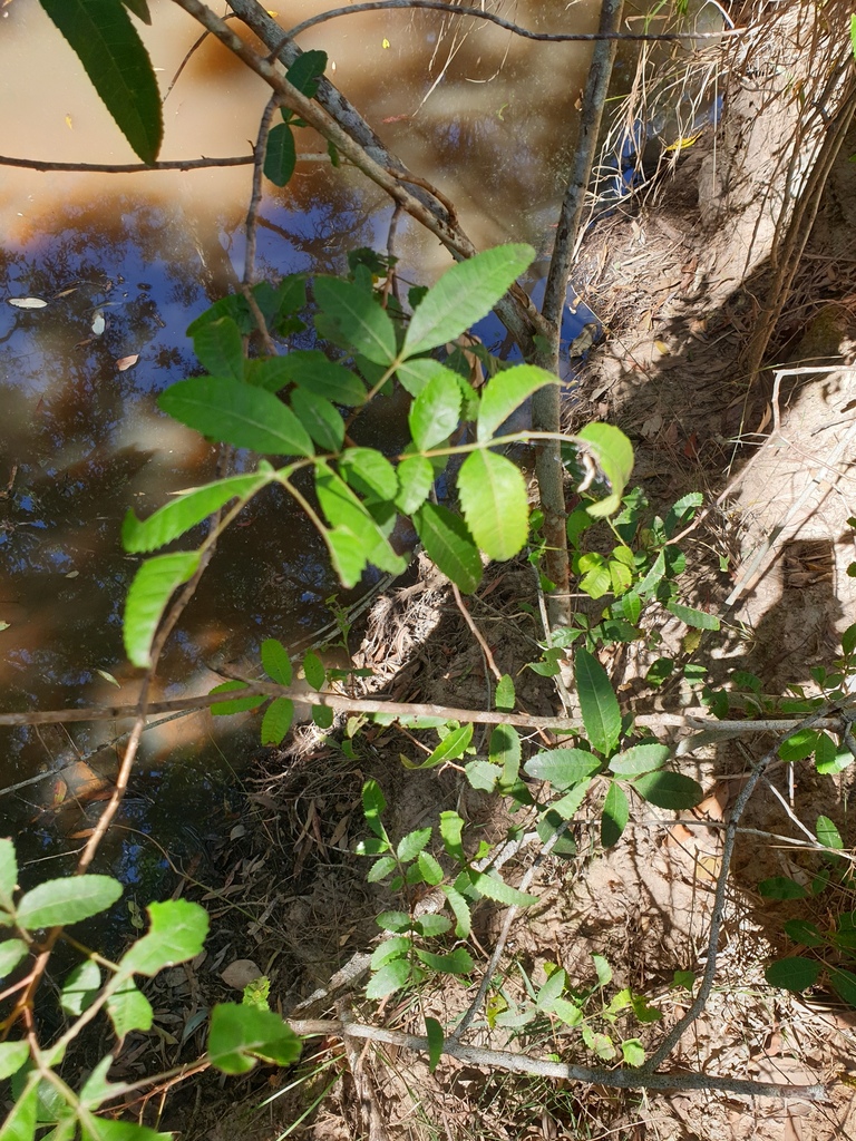 Brazilian pepper in September 2021 by pcopping_ecp · iNaturalist
