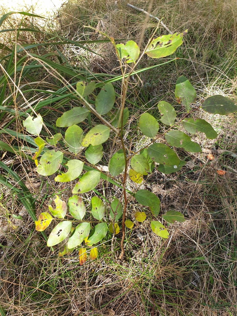 coffee bush in September 2021 by pcopping_ecp · iNaturalist